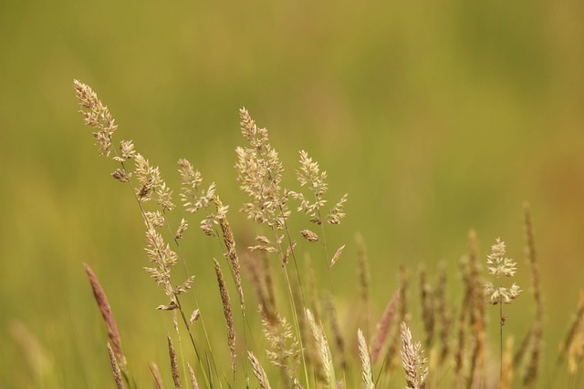 How to Get Rid of Hay Fever: Effective Strategies and Treatments ...